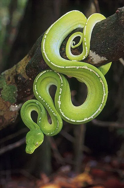 Snake-花瓣网