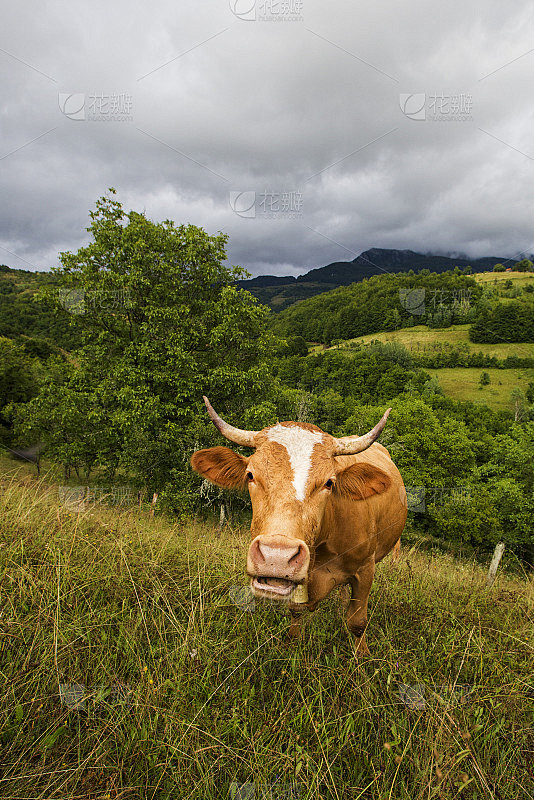 罗马尼亚阿普塞尼山脉的奶牛