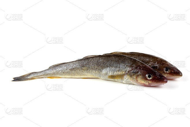 Saffron cod