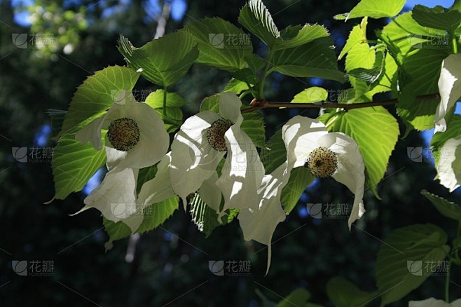 davidia involucrata