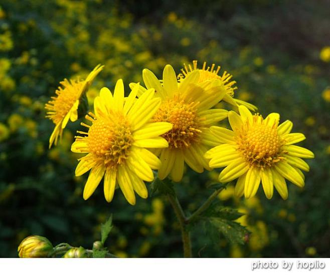 Chrysanthellum Indicum；野菊花；黄菊花