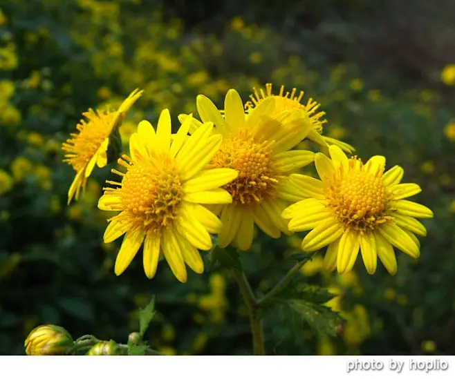 Chrysanthellum Indicum；野菊花；黄菊花-花瓣网