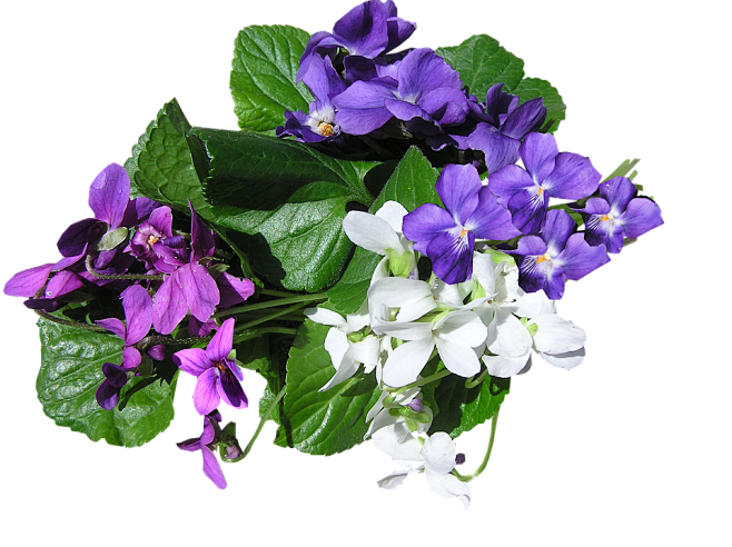 violets-2740881_960_720