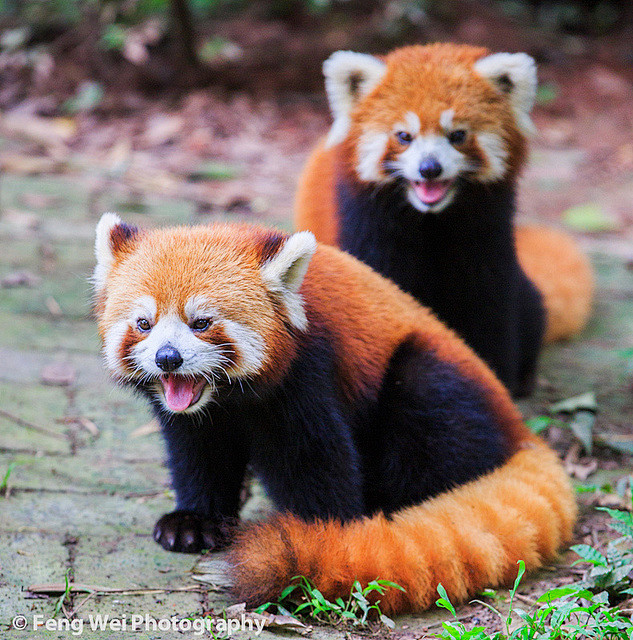 Dinner Time by Feng Wei Photography on Flickr.Two adorable red panda ...