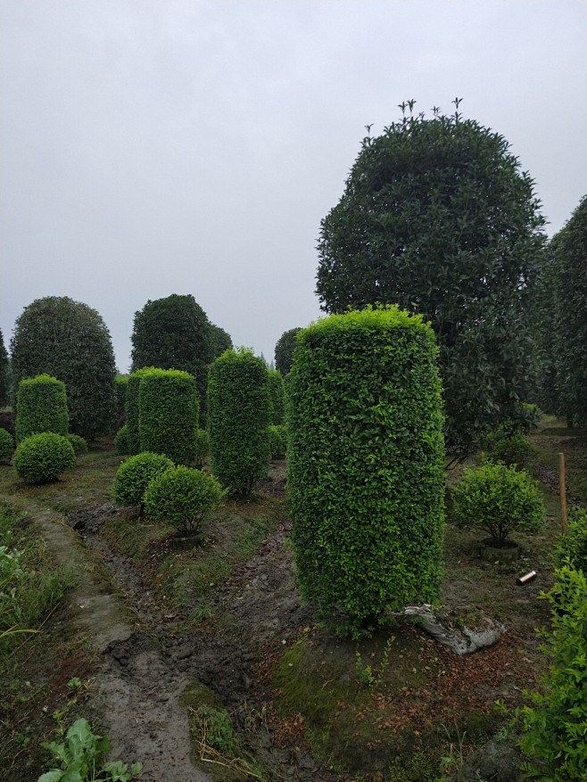 金禾女贞柱 高180CM