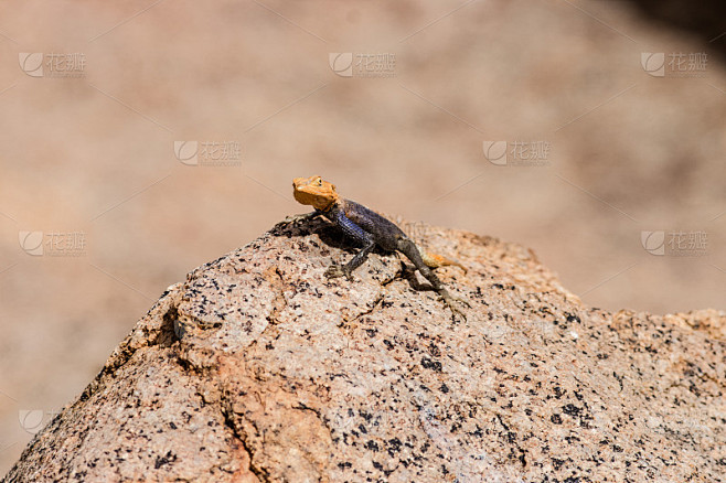 特殊的彩色阿伽马漂亮的肖像