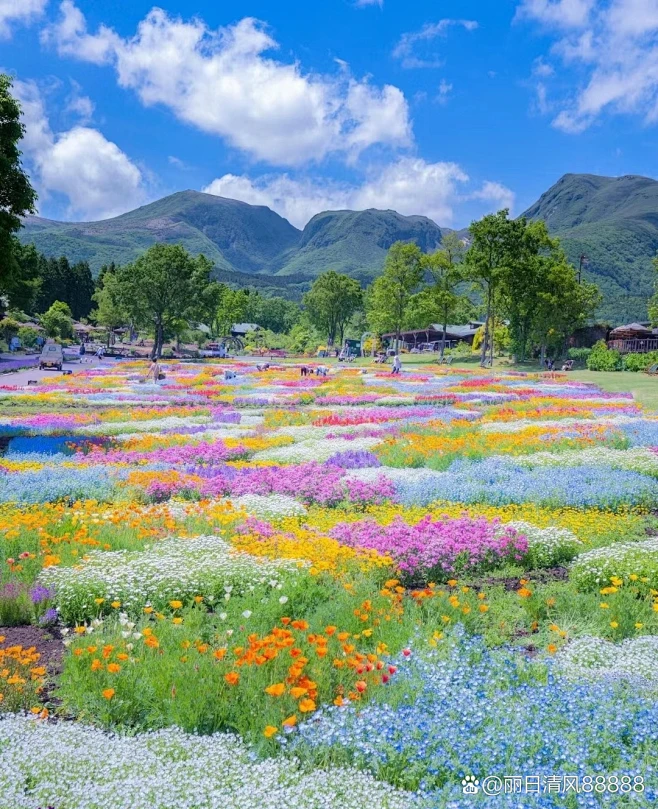 春回大地，鲜花遍地@丽日清风88888的动态-花瓣网