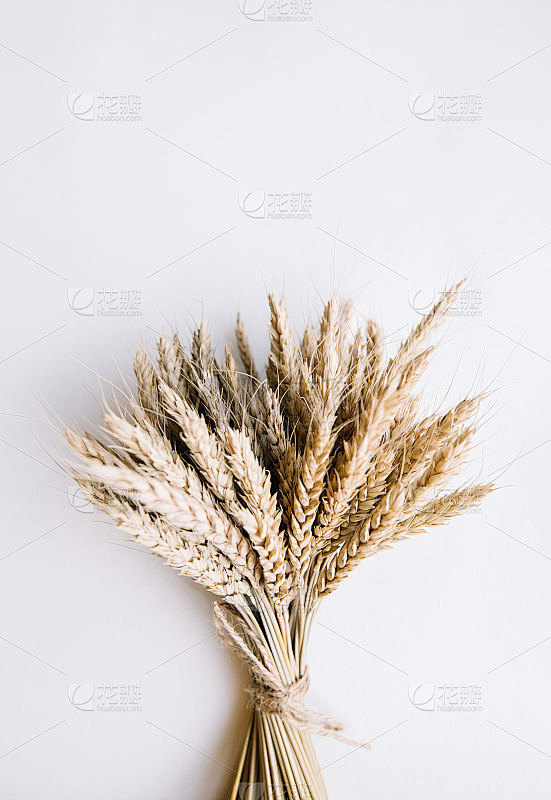 一束小麦捆在一起，在白色的背景上，平躺着，极简主义的观点