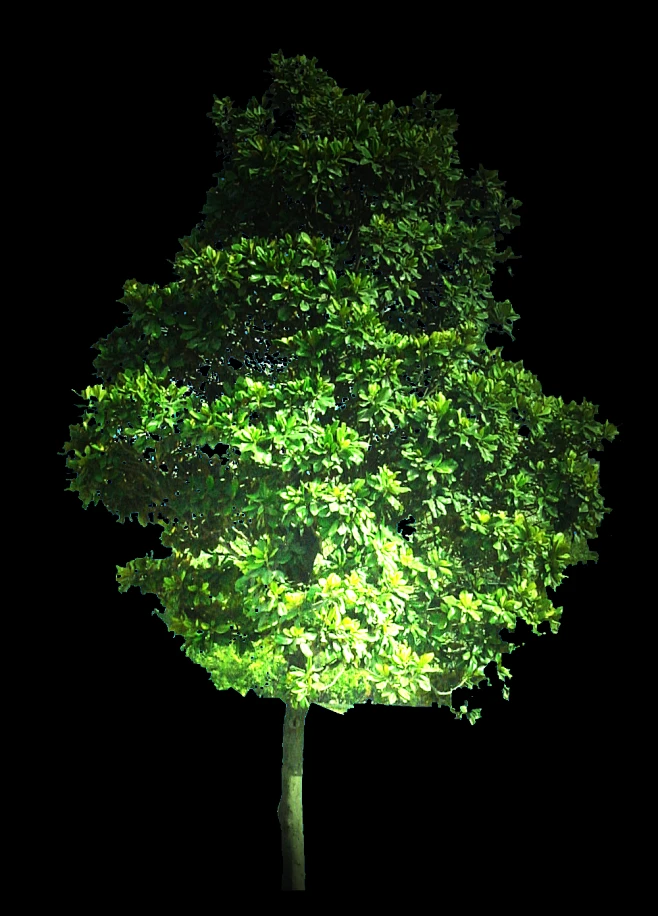 tree_011副本-花瓣网