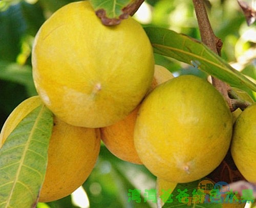 蛋黄果（Lucuma nervosa A.DC)又名仙桃，山榄科，多年生常绿小乔木植物。蛋黄果全部都供生食用，以果实大、饱满、果皮橙黄、果肉 ...