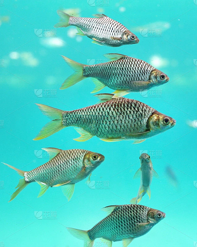 Group of Java barb fish (Barbonymus gonionotus) sw图片_其他图片图片素材-花瓣网