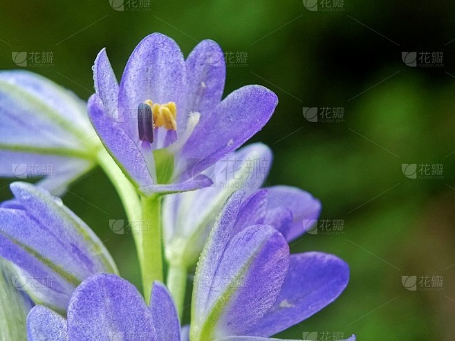 森林里的紫色花朵