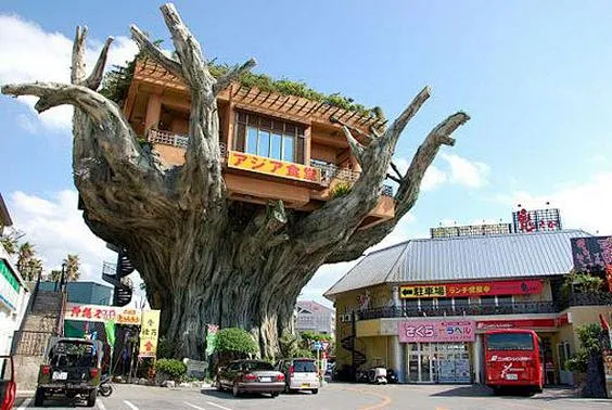 Naha, Japan Gajumaru Treehouse Diner Okinawan dining in a twenty foot ...