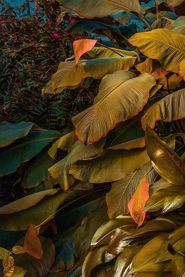 Nature | cr：Al Mefer