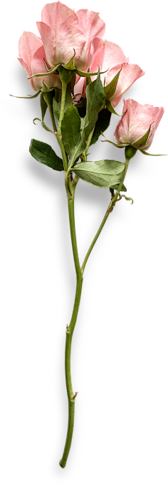 花-植物-花瓣网|陪你做生活的设计师 | rg20tz1hb4qt.gif (1079×1919)