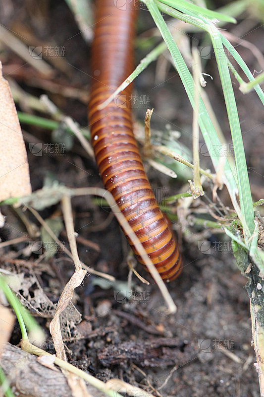 千足虫是散步。