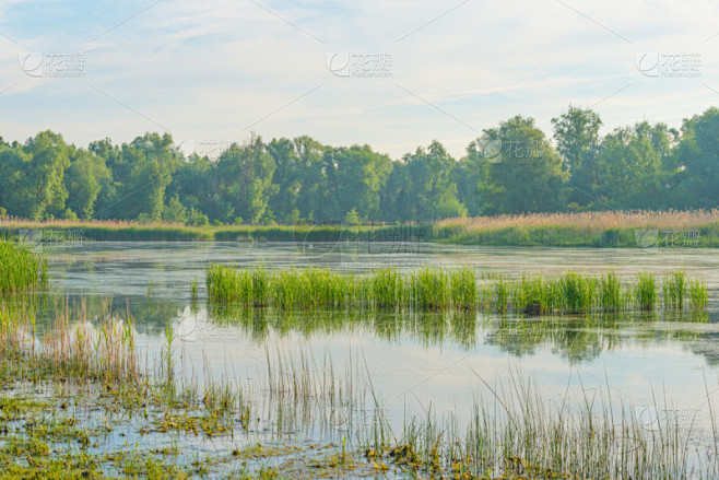 湖,芦苇,湿地,春天,水边,福力沃兰,林荫大道,水,天空,国家公园