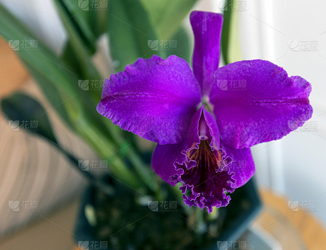 Cattleya Mossiae