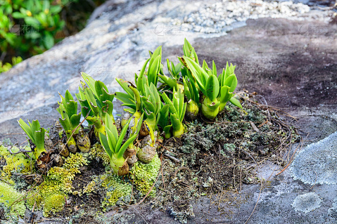 Lithophytic兰花。