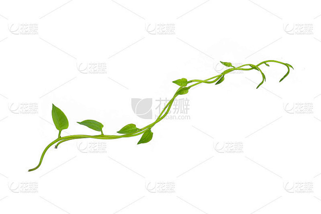 Hanging vines ivy foliage jungle bush, heart shape