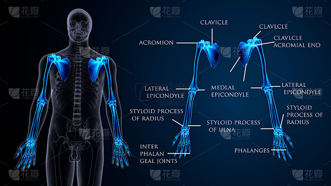 人体骨骼系统上肢骨骼解剖3D插图