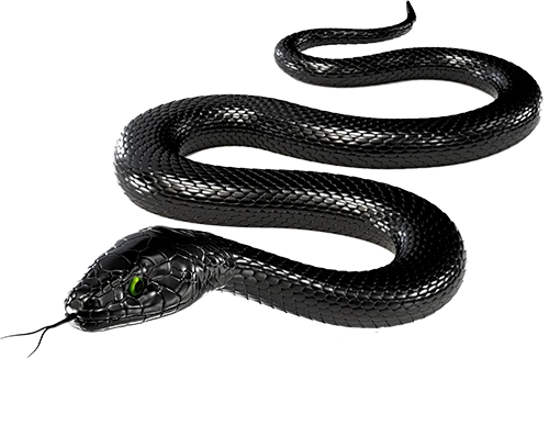 Black-Mamba-PNG-HD-花瓣网