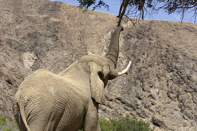 纳米比亚，达马拉兰，Kaokoveld, Kaokoland, Kunene, Sesfontein