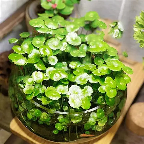 铜钱草_百度图片搜索-花瓣网