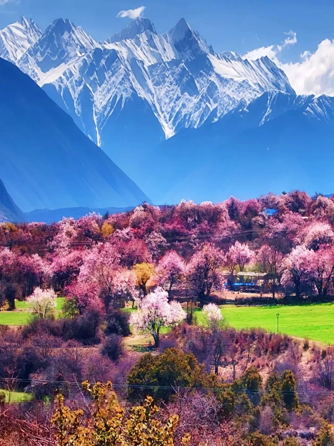 "新疆伊犁杏花沟，比日本樱花更美！"-花瓣网