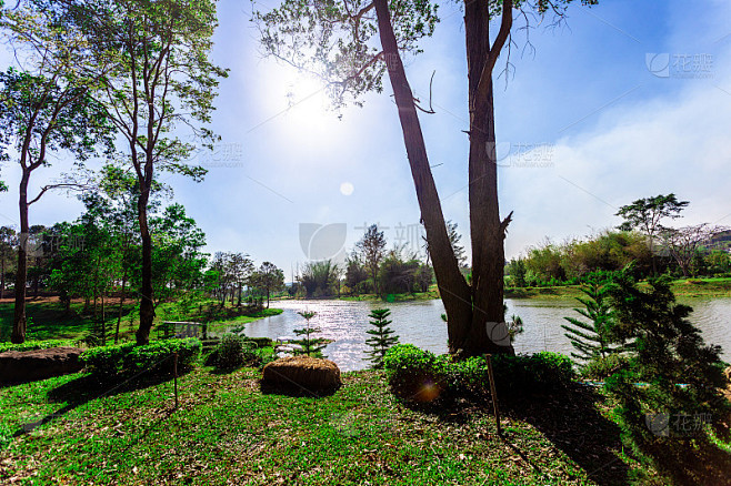 Nature green forest