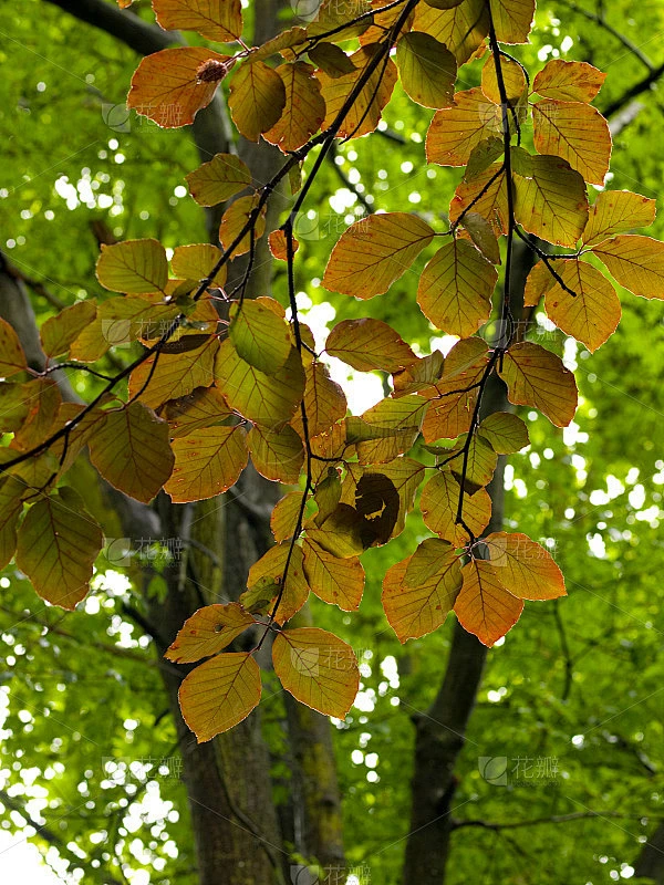 铜山毛榉素材-花瓣网
