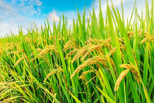 秋天成熟的稻田素材-花瓣网