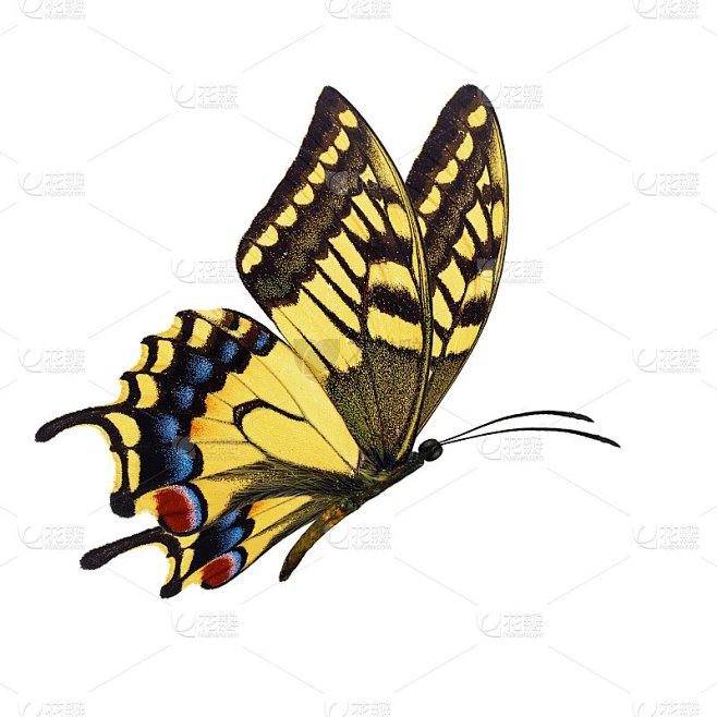 黄色butterfy飞行素材-花瓣网