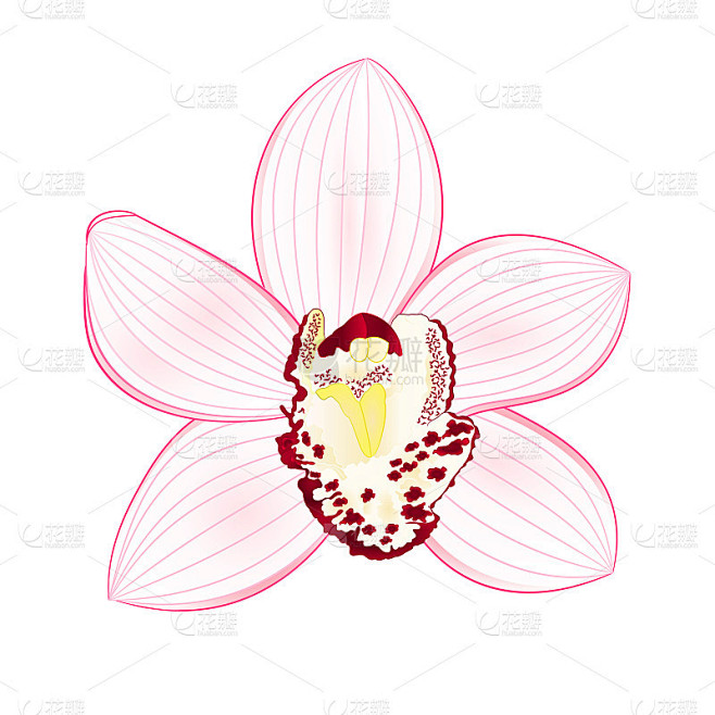 Tropical Orchid Cymbidium white flower realistic