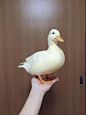 Toulouse Goose Bird Duck Domestic Goose PNG - Free Download-花瓣网