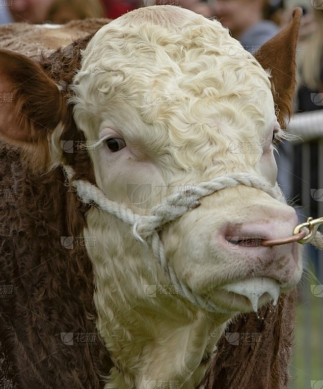 深色西门塔尔牛。