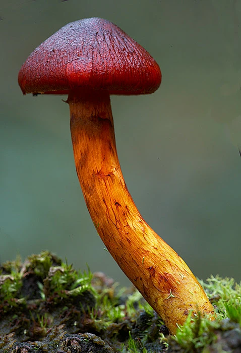 填写作品的相关描述-花瓣网