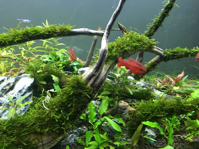 【新提醒】2016IAPLC，《石生木》NO.496 - 水草造景 - CTA南美水族 - Powered by Discuz!-花瓣网