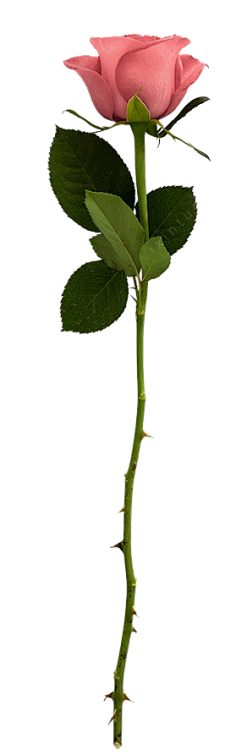 挂件素材-花瓣网|陪你做生活的设计师 | 采