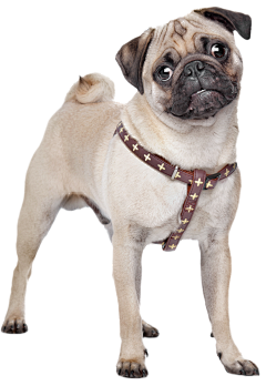 动物素材-已抠图-花瓣网|陪你做生活的设计师 | 90101447