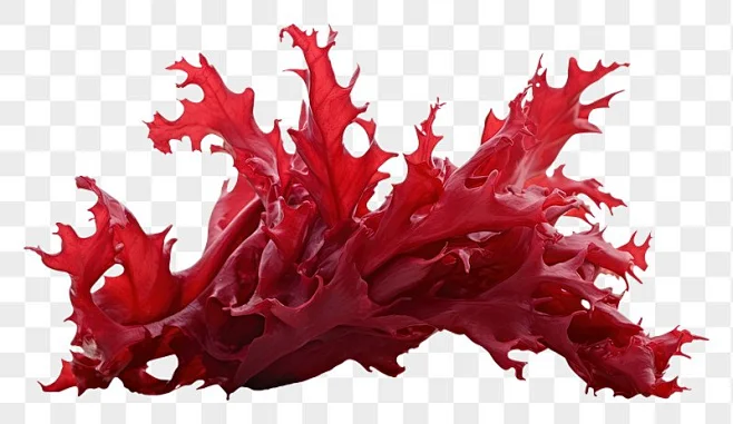 Real Pressed a coral reefs nature plant leaf.-花瓣网