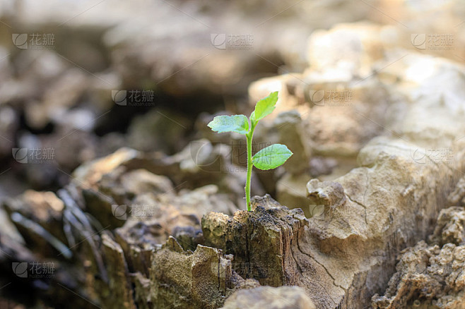 树苗在树桩上发芽而获得的新生命