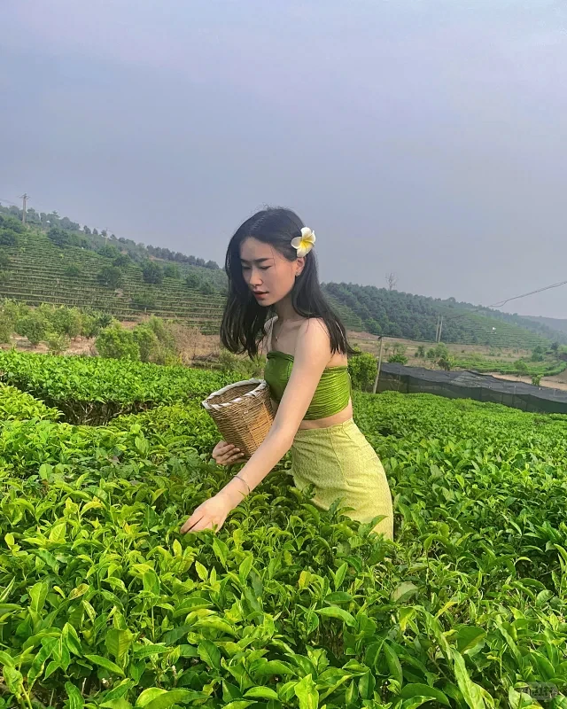 西双版纳茶山 - 小红书搜索-花瓣网