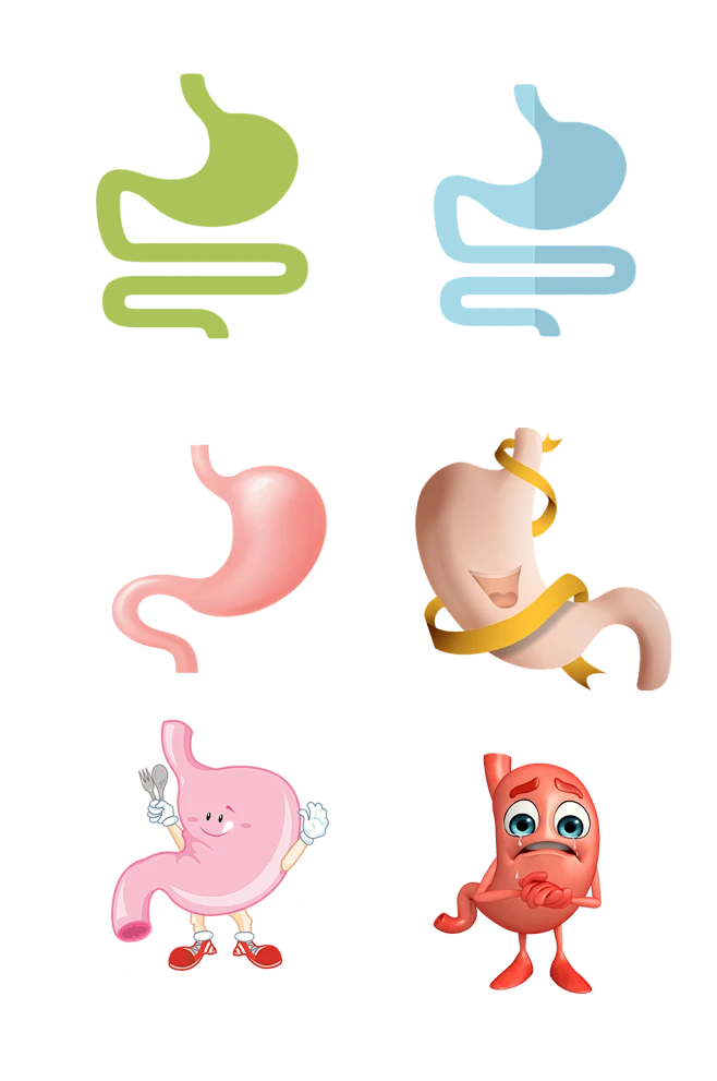 人体六腑手绘肠胃示意图免抠元素-花瓣网