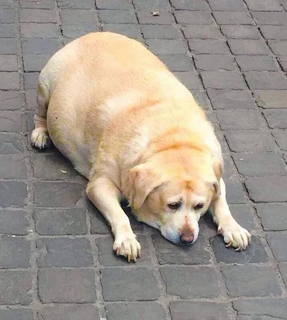 (118) Pinterest-花瓣网