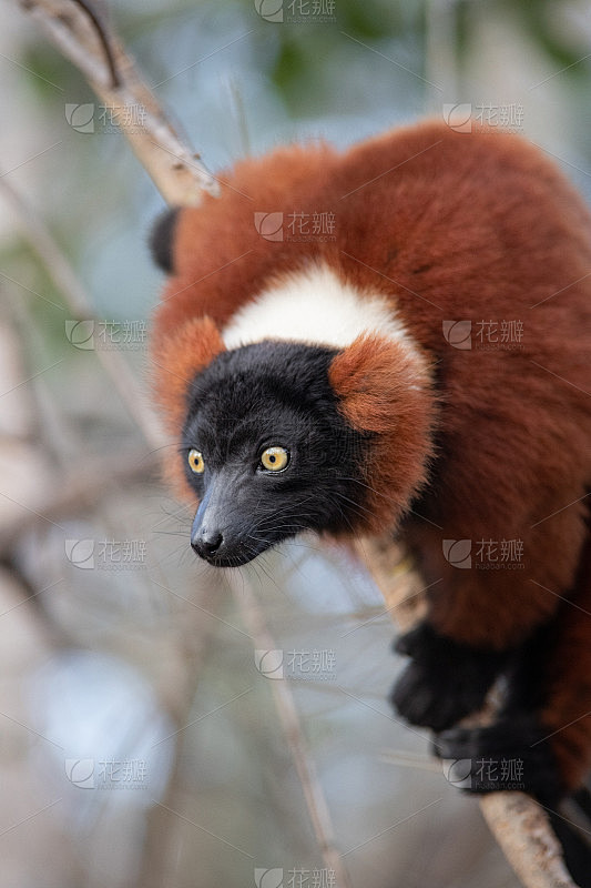 红冠狐猴(Varecia rubra)是Varecia属的两种之一