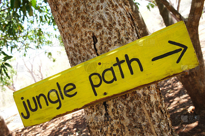 丛林的道路