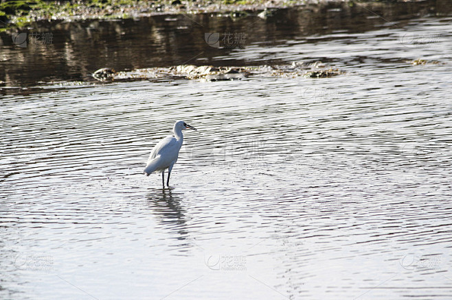 加泽特在平原上打猎，杰尔巴，Mednine，突尼斯，北非
