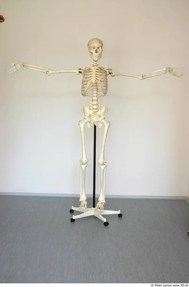 Skeleton_0156-花瓣网