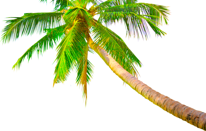 椰子树 png